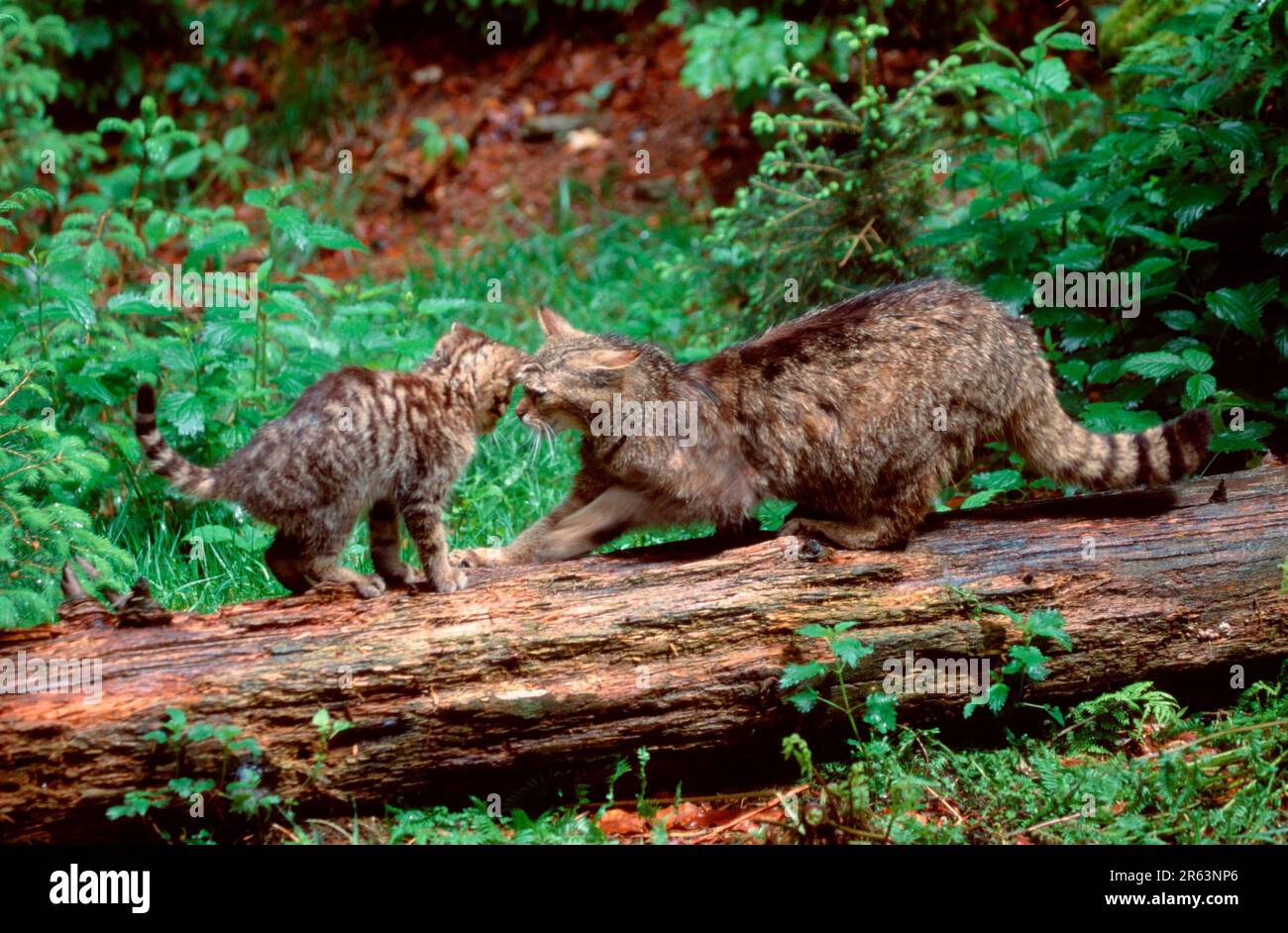 European Wildcat (Felis silvestris) with young, Common Wildcat Stock ...