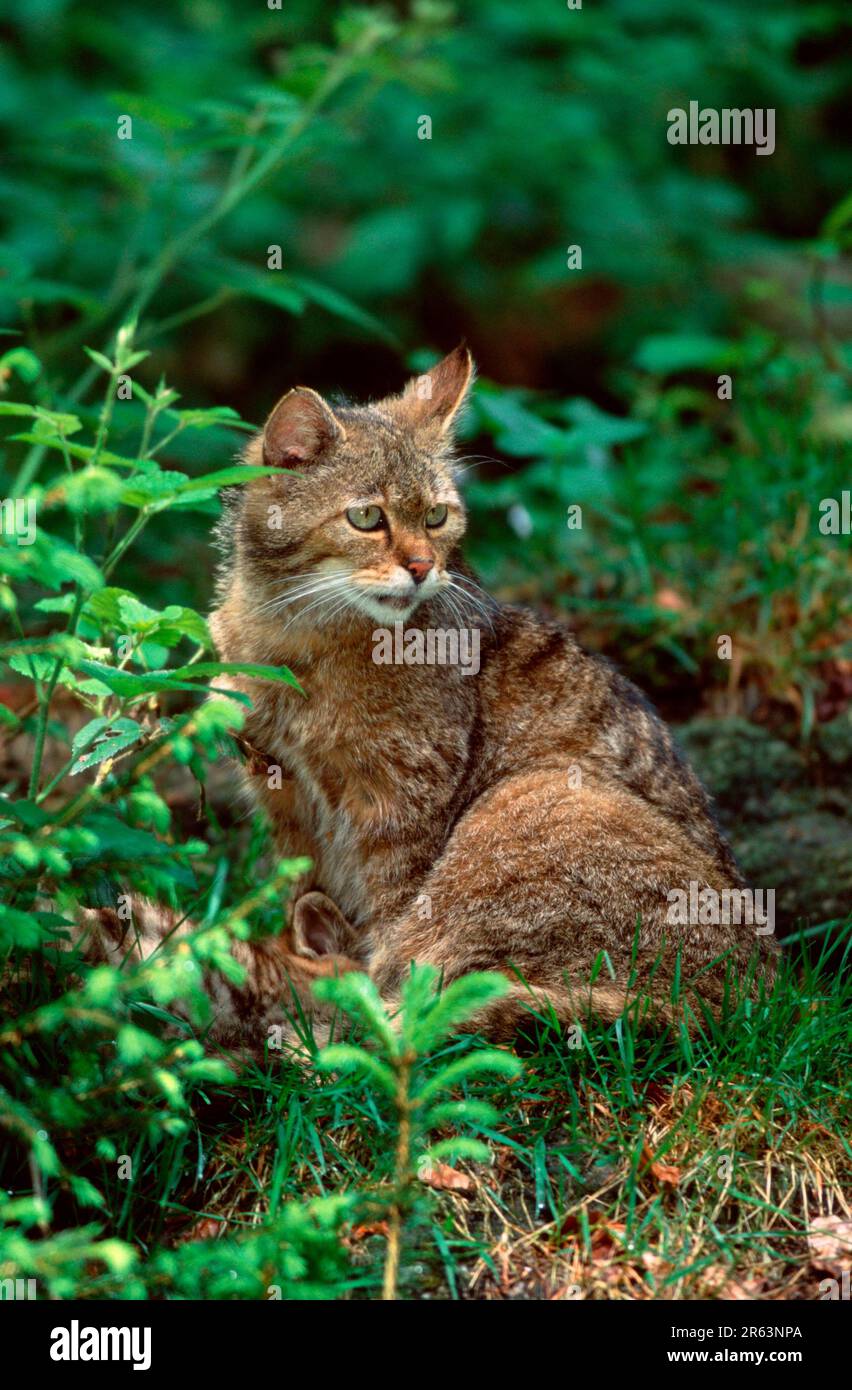 European Wildcat (Felis silvestris), Common Wildcat Stock Photo - Alamy