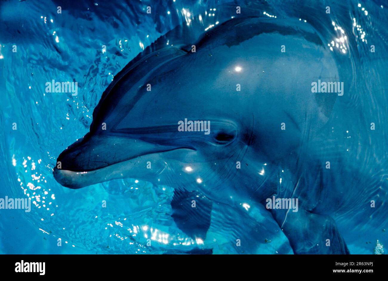 Bottlenose Dolphin (Tursiops truncatus Stock Photo - Alamy
