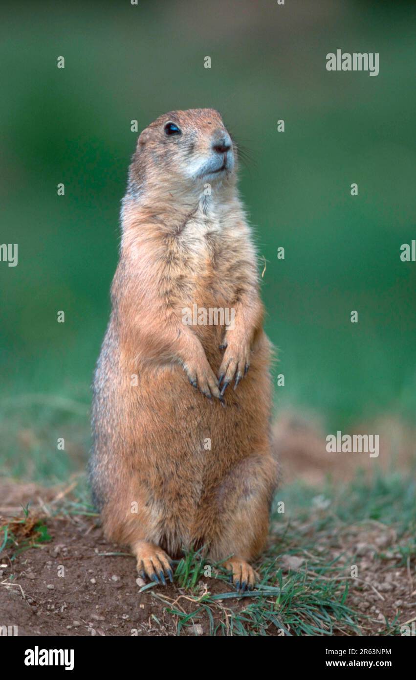 Black-tailed prairie dog (Cynomys ludovicianus) (animals) (mammals ...