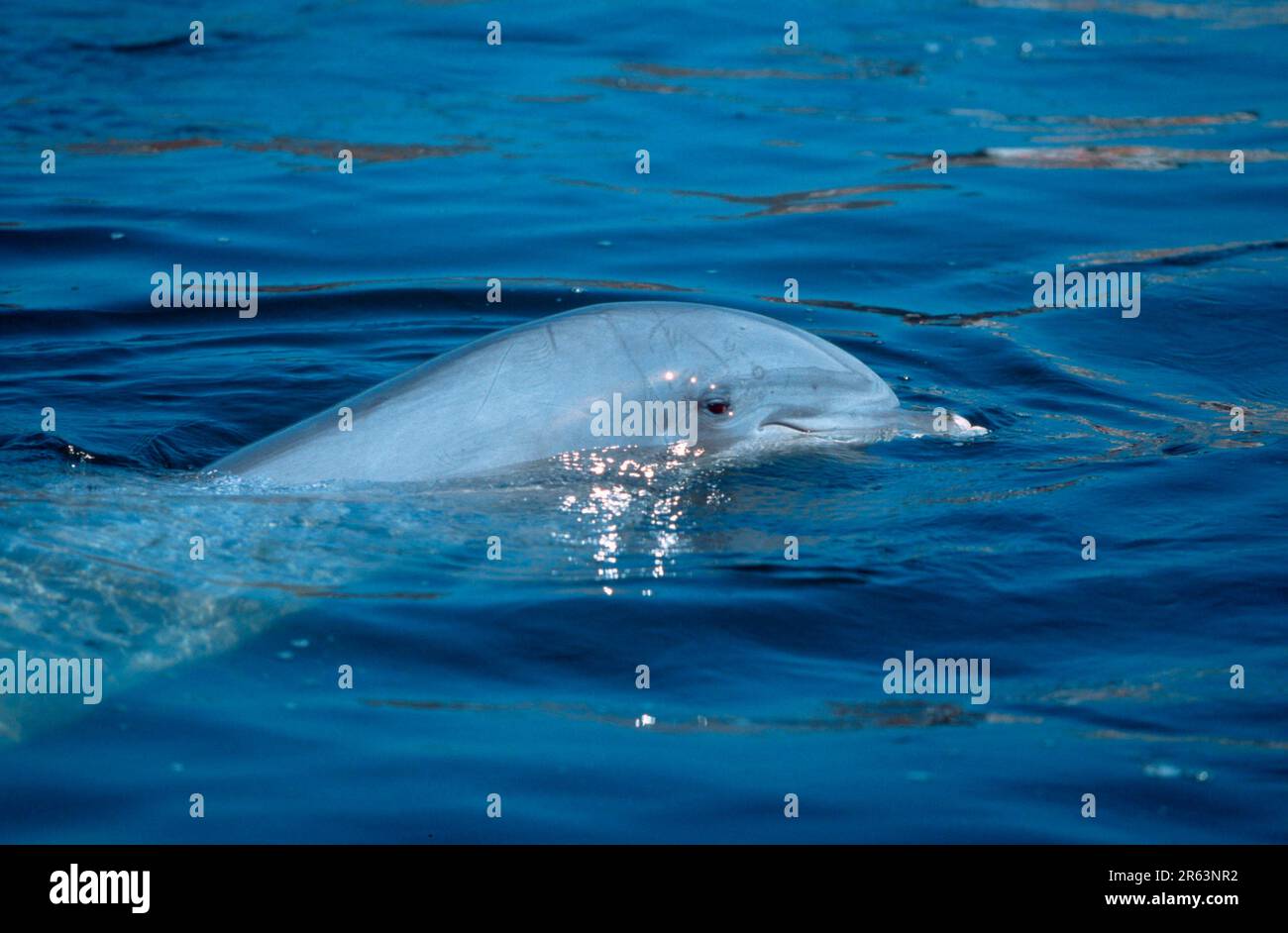 Dolphin, bottlenose dolphin (Tursiops truncatus), lateral, side Stock ...