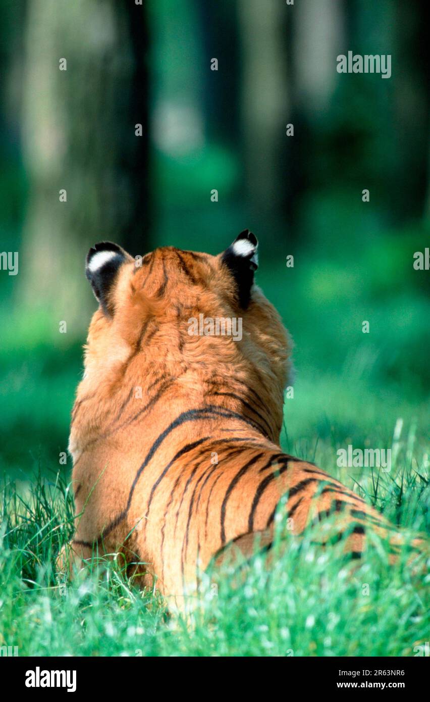 Rear view bengal tiger panthera hi-res stock photography and images - Alamy