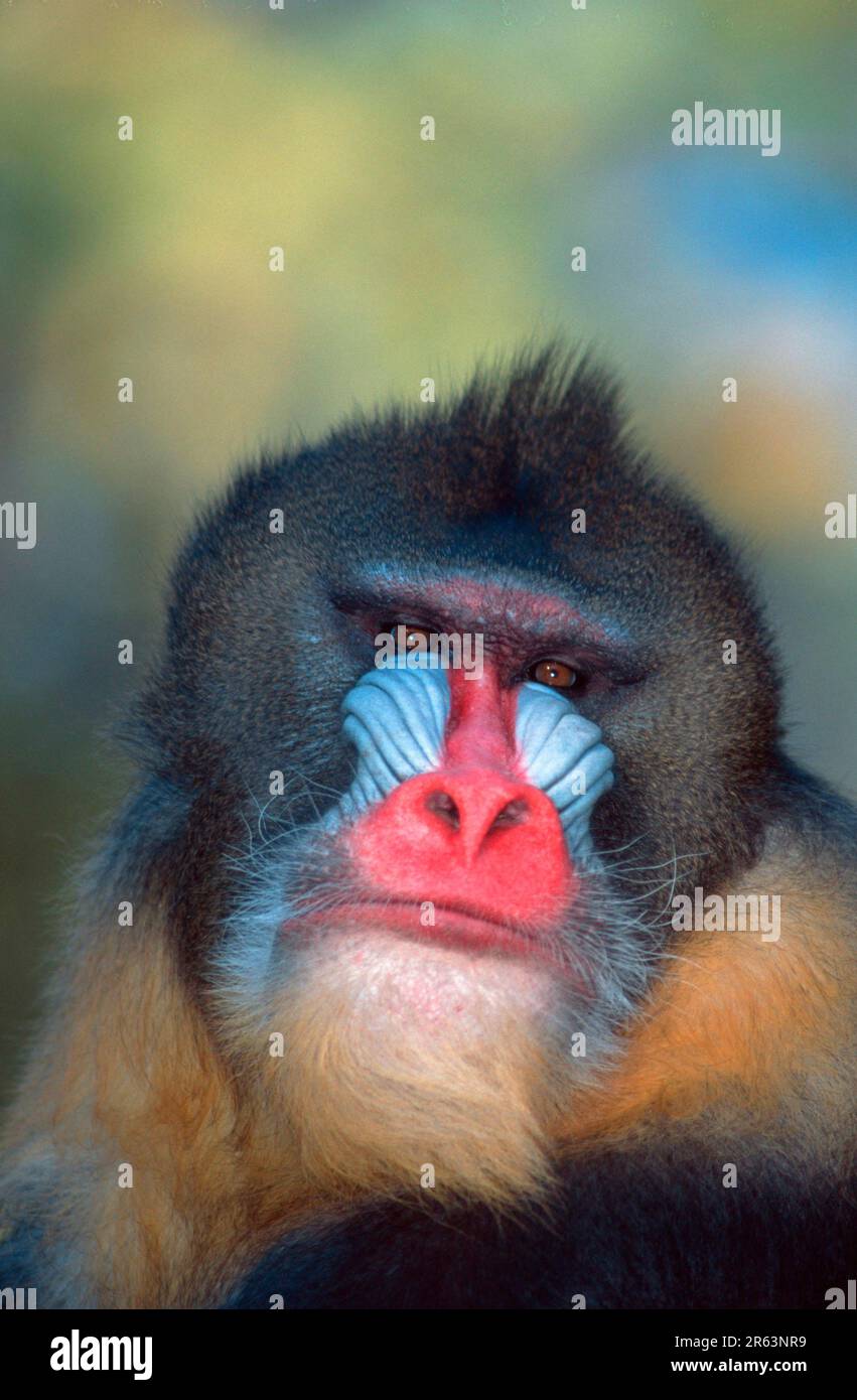 Papio sphinx hi-res stock photography and images - Alamy