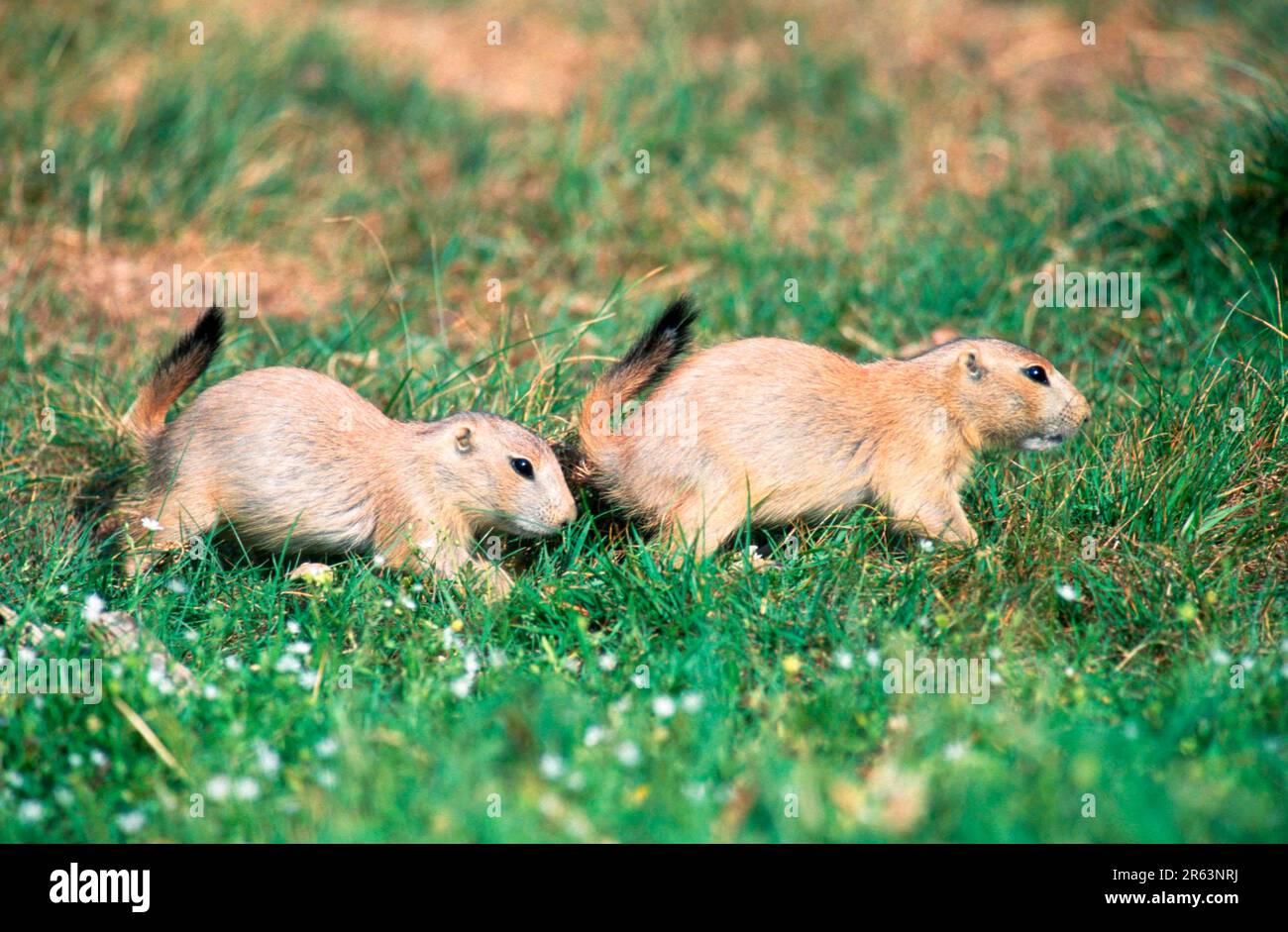 Young Black-tailed Prairie Dogs (Cynomys ludovicianus Stock Photo - Alamy