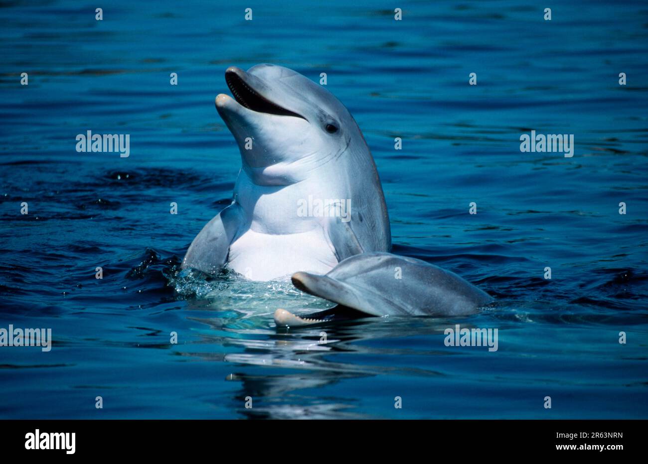 Two bottlenose dolphins communicate hi-res stock photography and images ...
