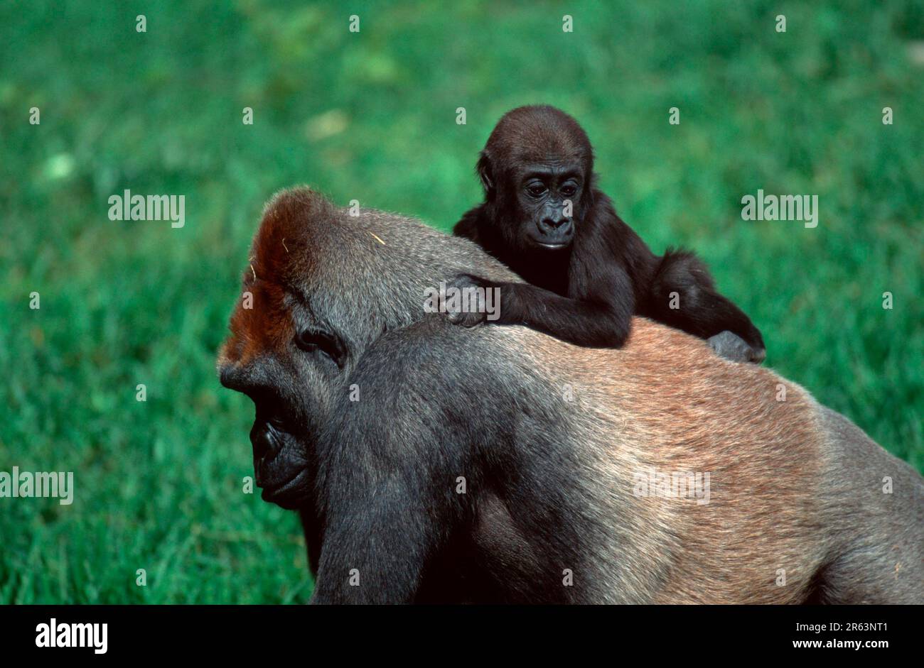 Western Gorillas, female with young (Gorilla gorilla gorilla Stock ... Western Gorillas, female with young (Gorilla gorilla gorilla Stock ...