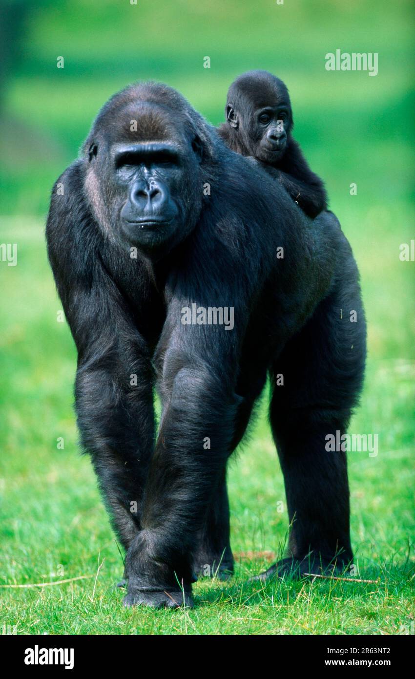 Western Gorilla, female with young (Gorilla gorilla gorilla Stock Photo ...