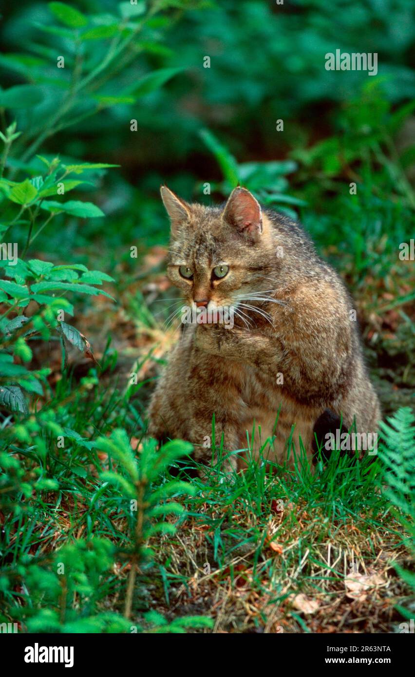 European Wildcat (Felis silvestris), Common Wildcat Stock Photo - Alamy