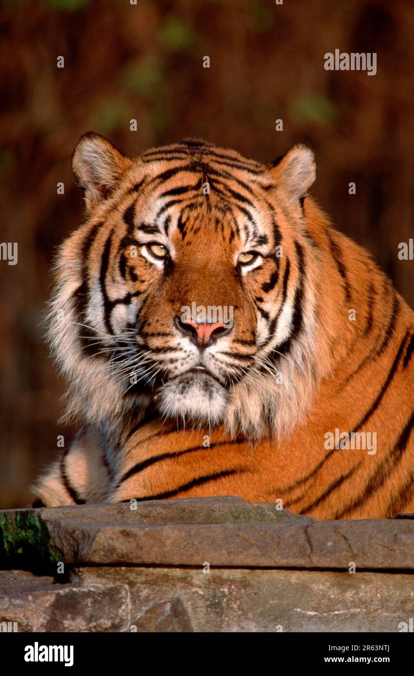 Sumatran tiger head hi-res stock photography and images - Alamy