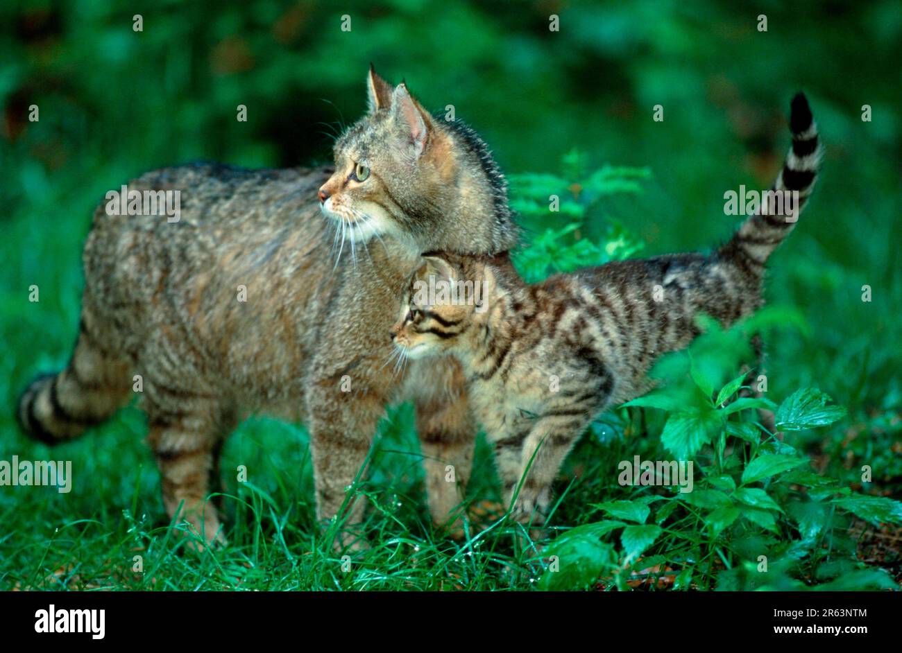 European Wildcat (Felis silvestris) with young, Common Wildcat Stock ...