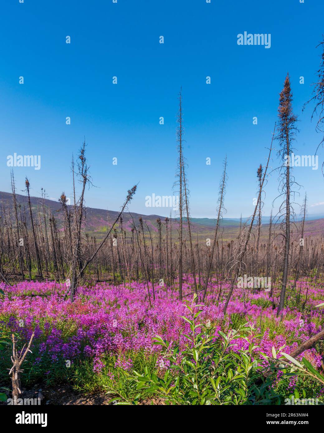 Wild flowers after forest fire hi-res stock photography and images - Alamy