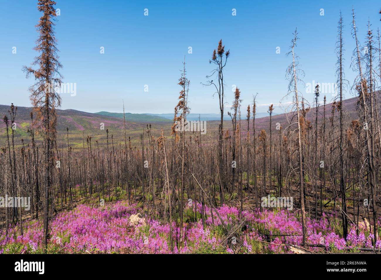 Wild flowers after forest fire hi-res stock photography and images - Alamy