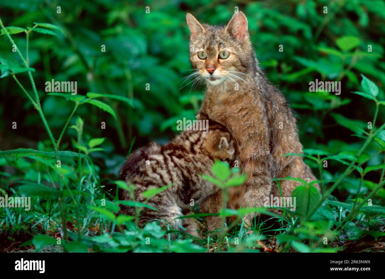 European wildcat (Felis silvestris) nursing young, European Wildcat ...