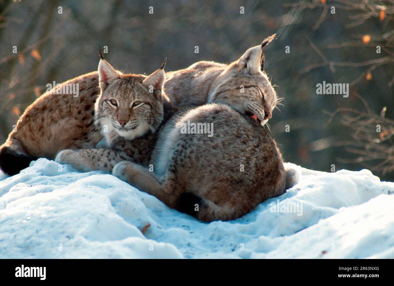 European lynx (Lynx lynx), mutual grooming, eurasian (Felis lynx ...