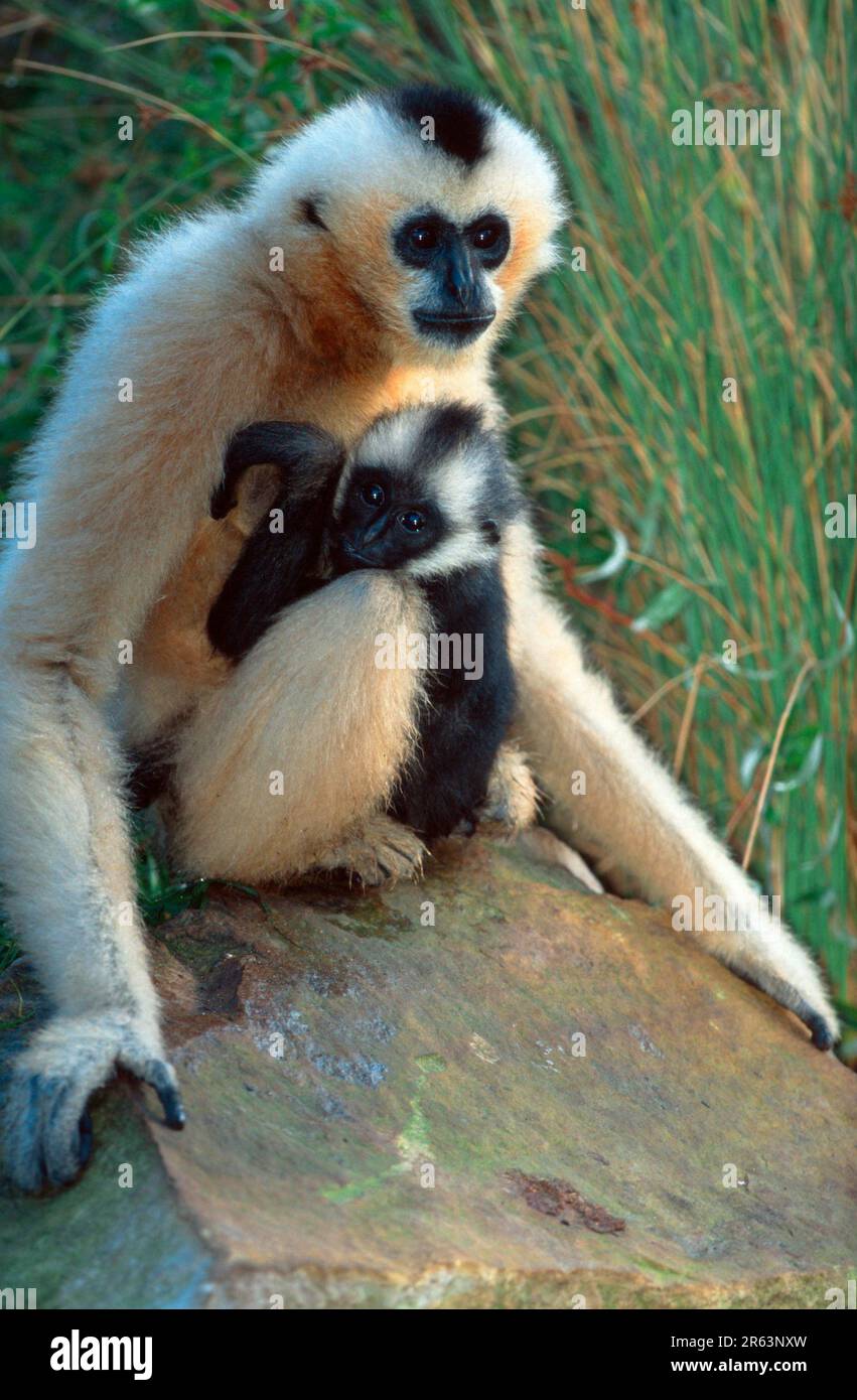 White-cheeked gibbons, female with young (Hylobates concolor leucogenys ...