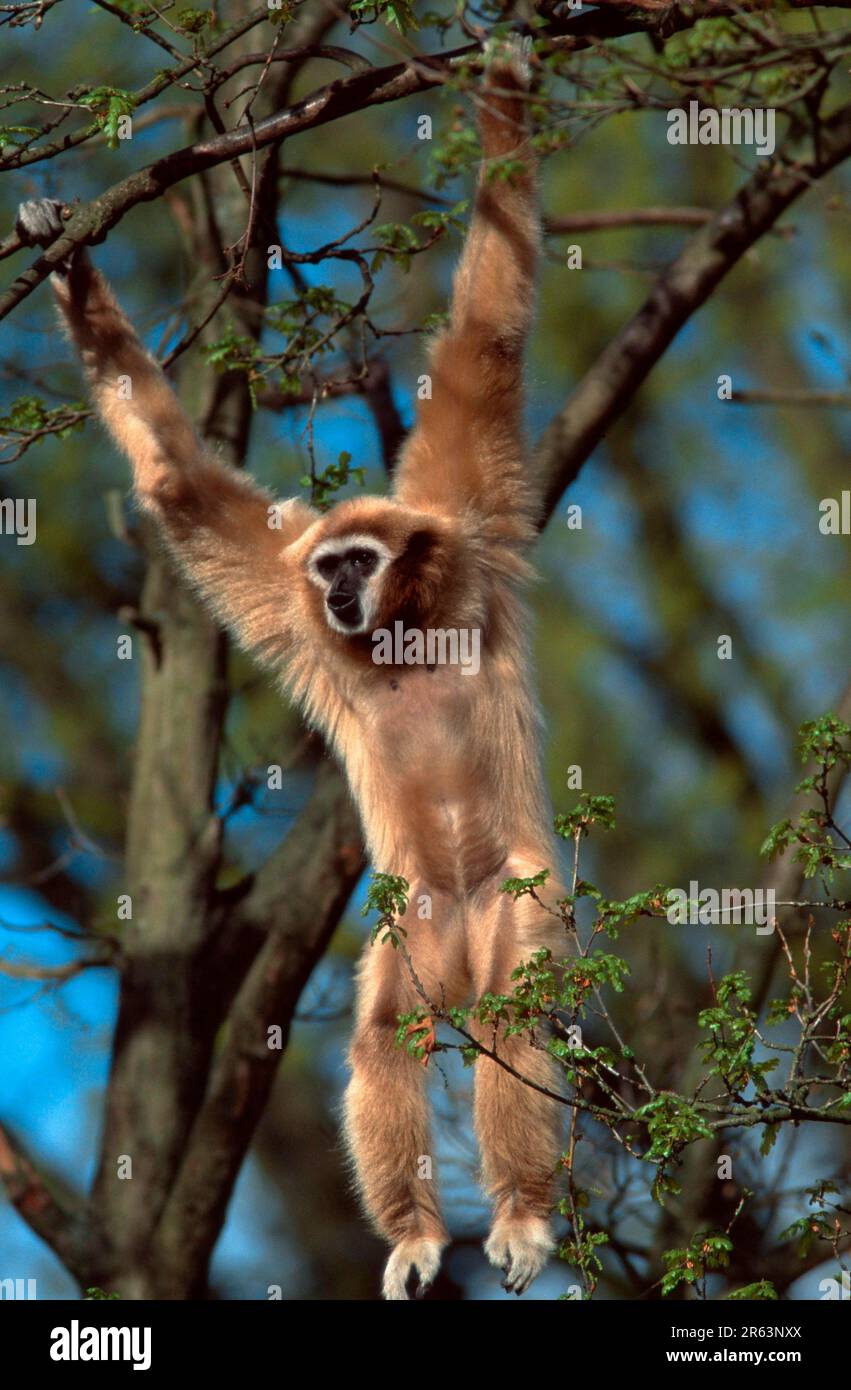 White-handed Gibbon (Hylobates lar), male, calling Stock Photo - Alamy