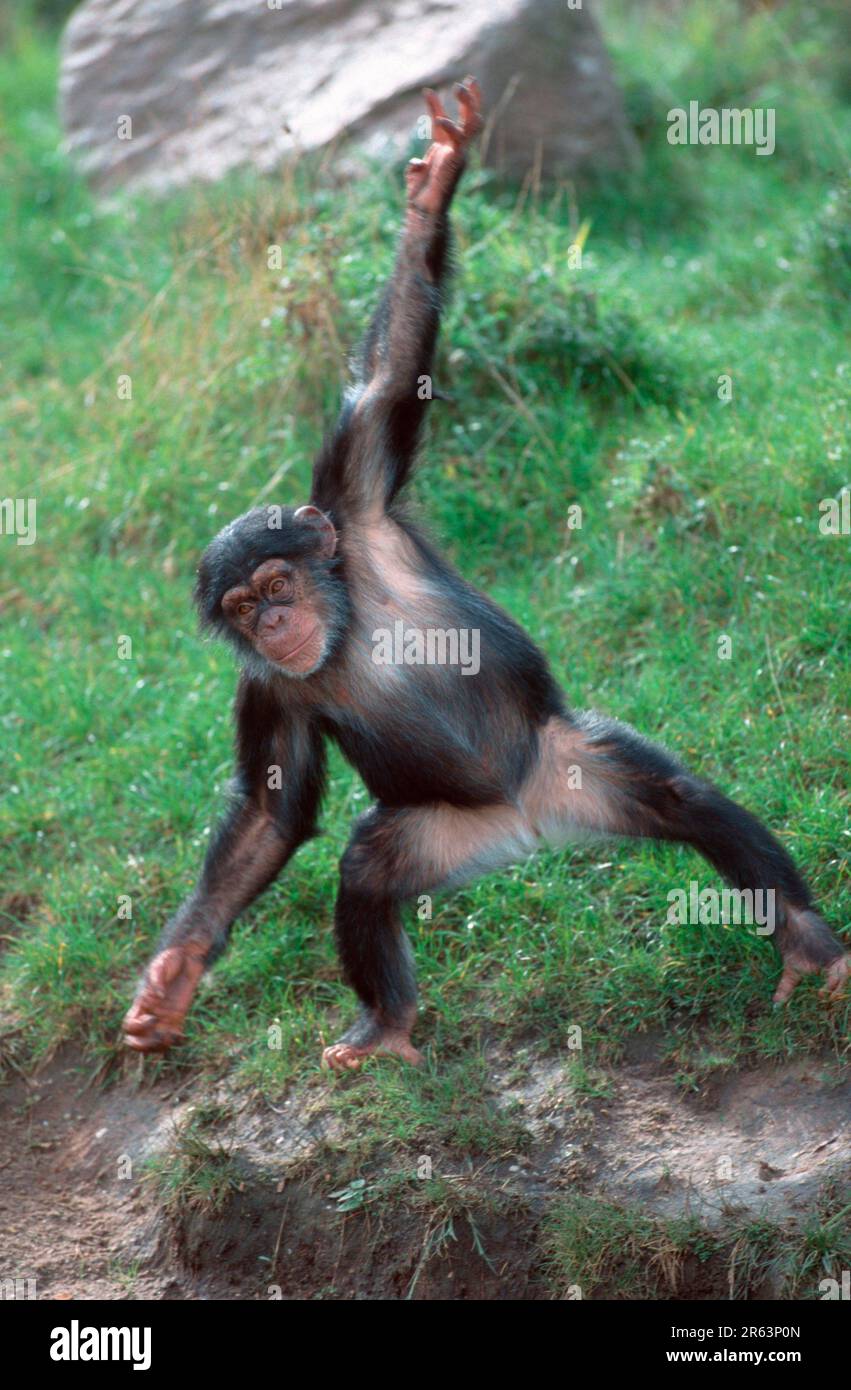 Young Chimpanzee (Pan troglodytes), Chimpy Stock Photo - Alamy