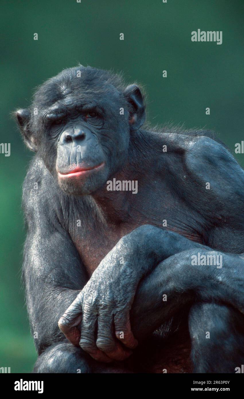 Bonobo, male, Pygmy Chimpanzee (Pan paniscus Stock Photo - Alamy