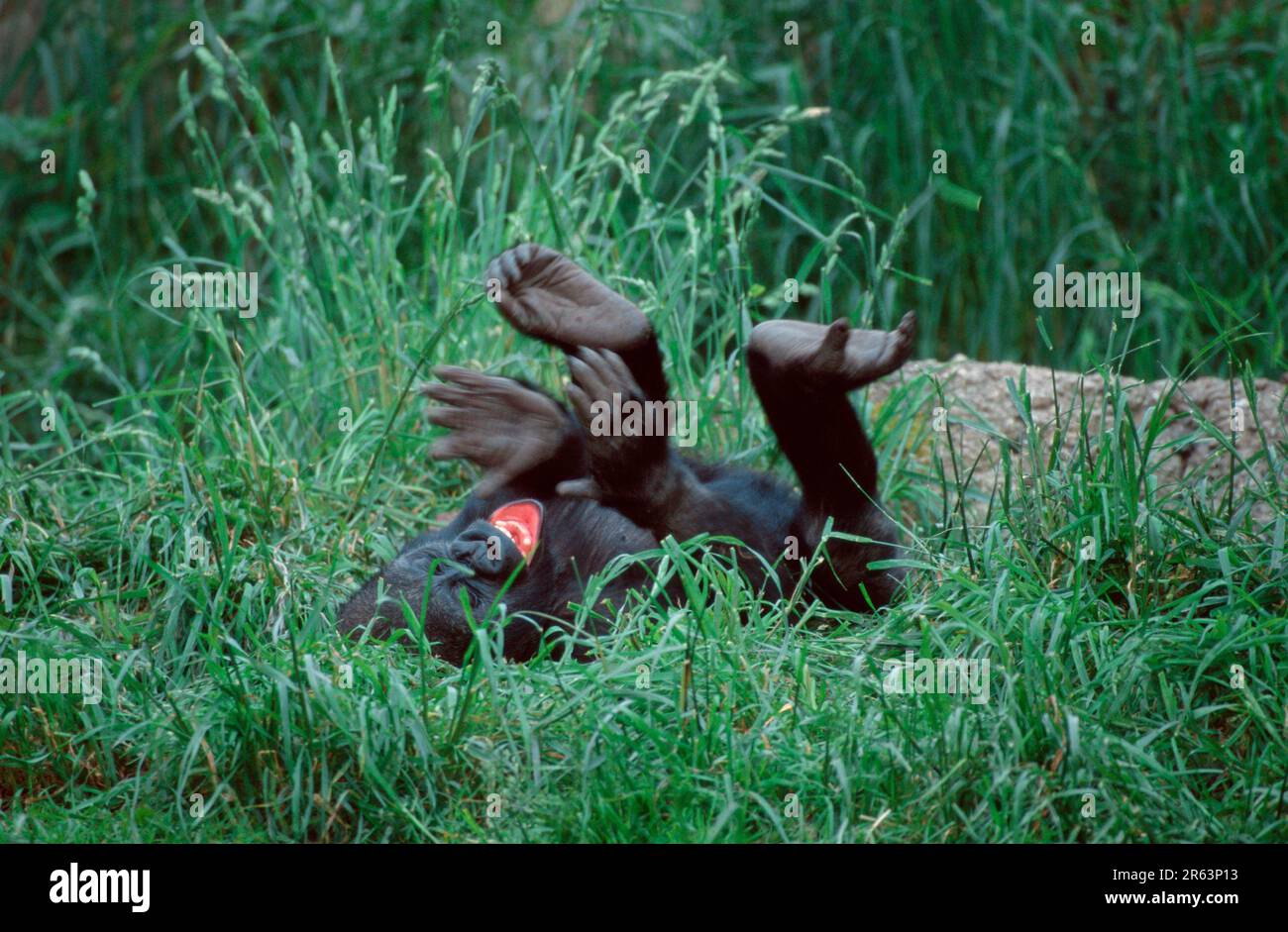 Young (primates) western lowland gorilla (Gorilla gorilla gorilla ...