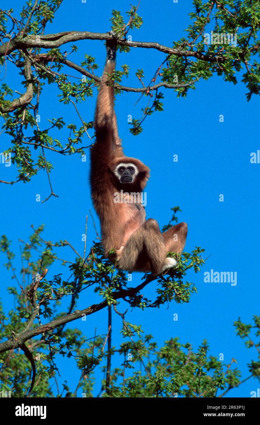 White-handed (primates) Gibbon (Hylobates lar), female, white-handed ...