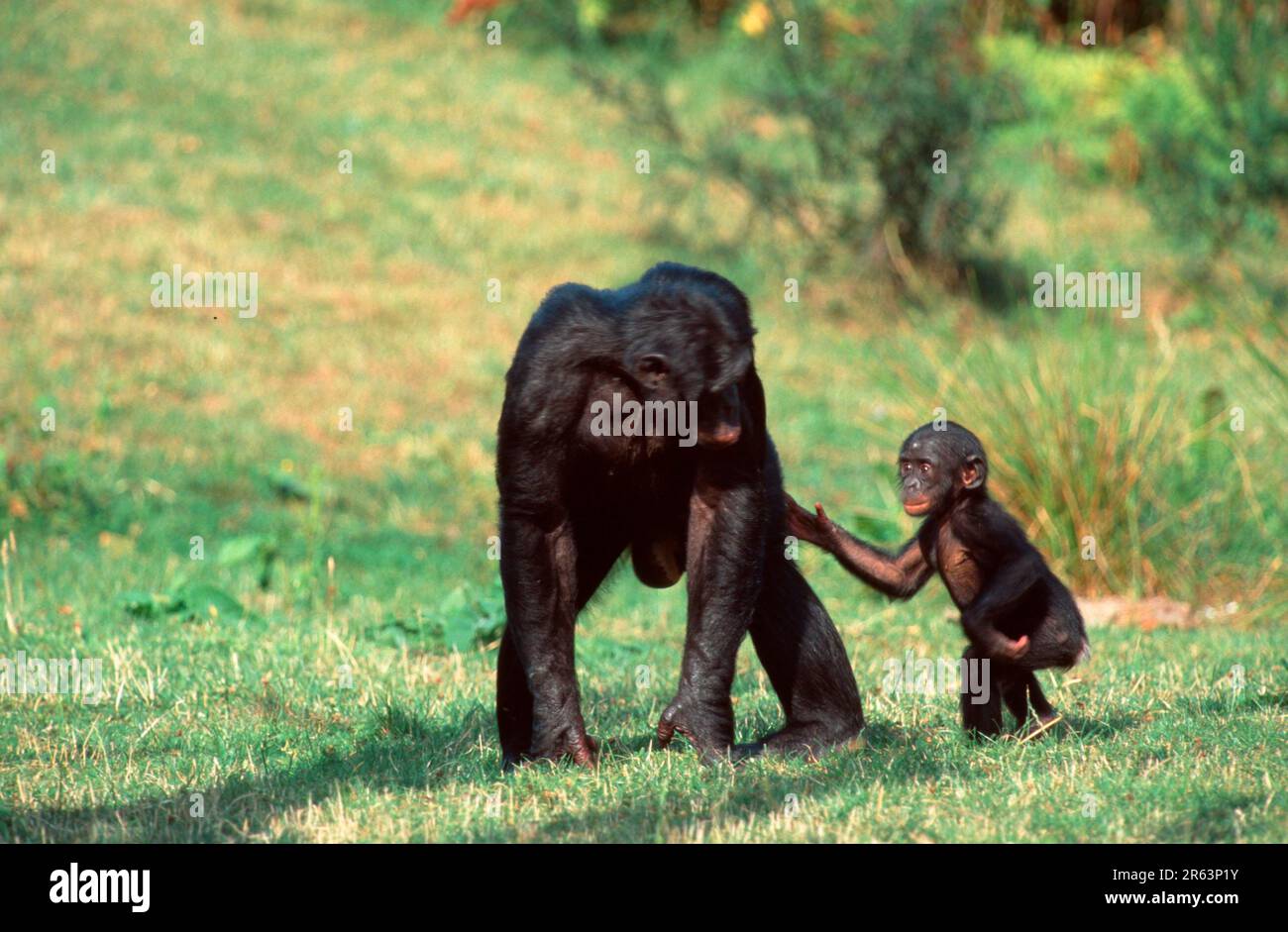 Bonobos, female with young, Pygmy Chimpanzee (Pan paniscus Stock Photo ...