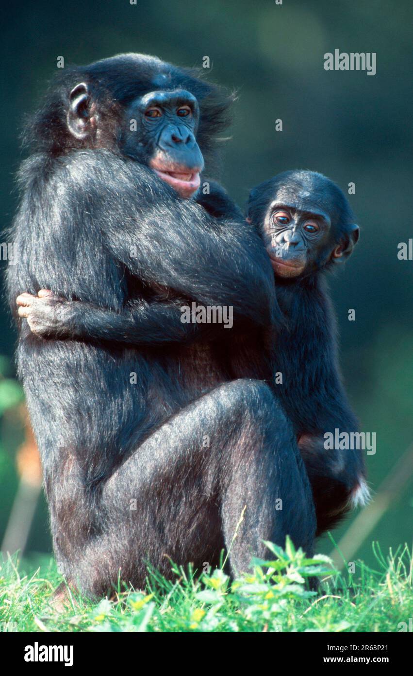Bonobos, female with young, Pygmy Chimpanzee (Pan paniscus Stock Photo ...