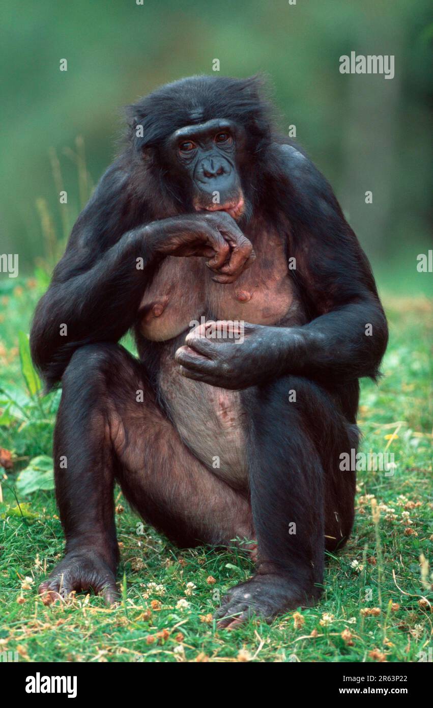Bonobo, female, Pygmy Chimpanzee (Pan paniscus Stock Photo - Alamy