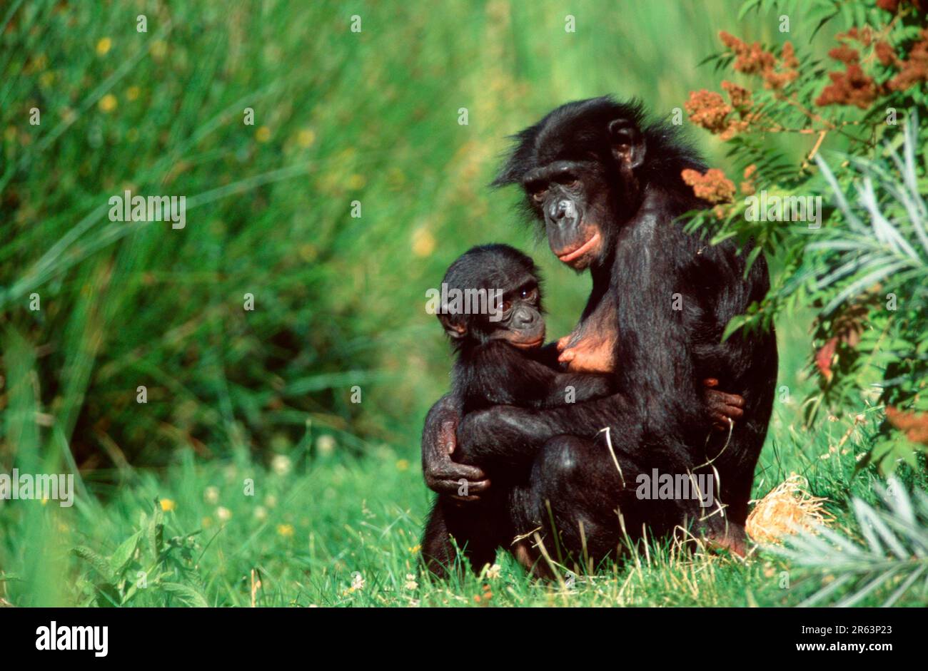 Bonobos, female with young, Pygmy Chimpanzee (Pan paniscus Stock Photo ...