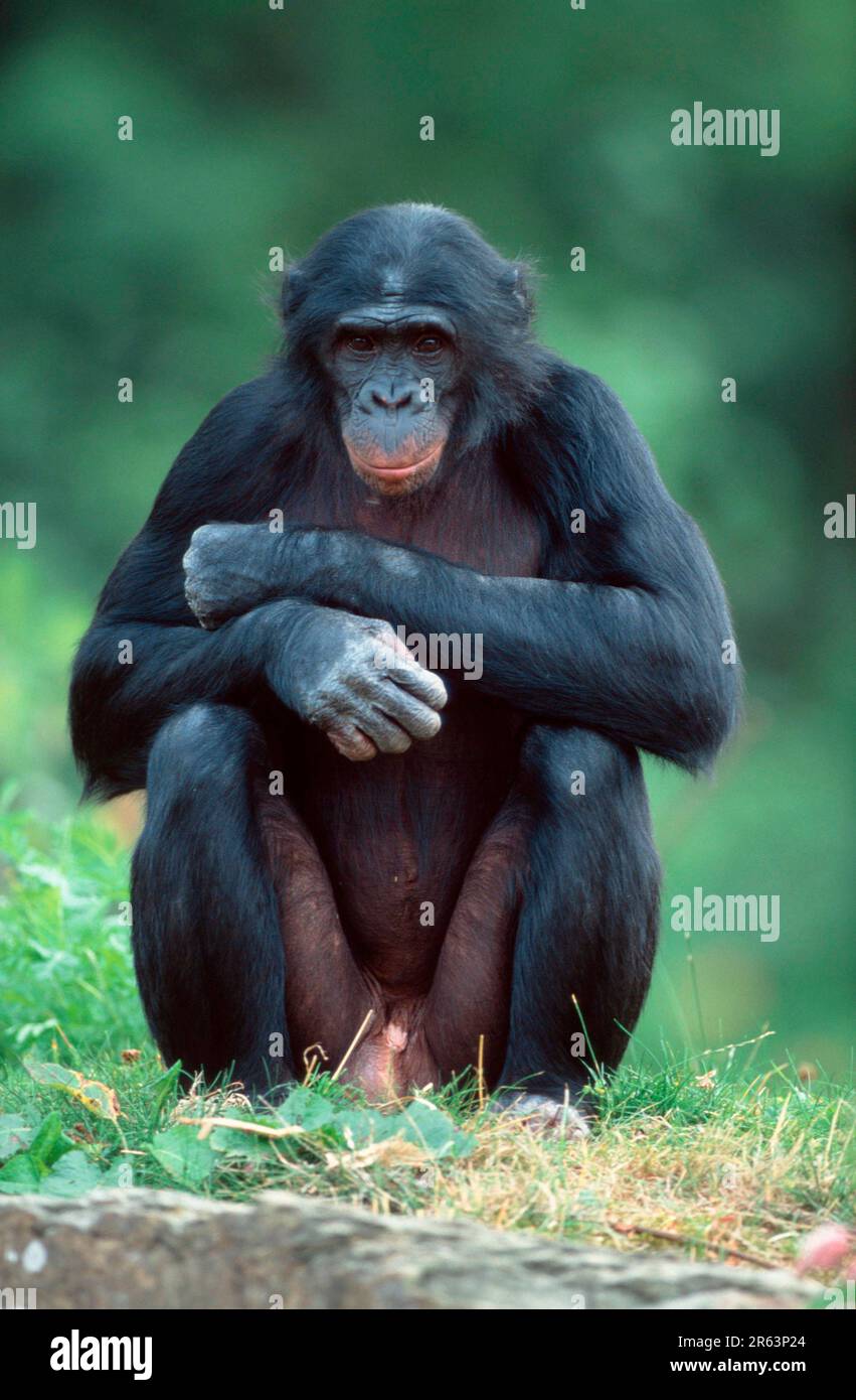 Dominant chimpanzee hi-res stock photography and images - Alamy