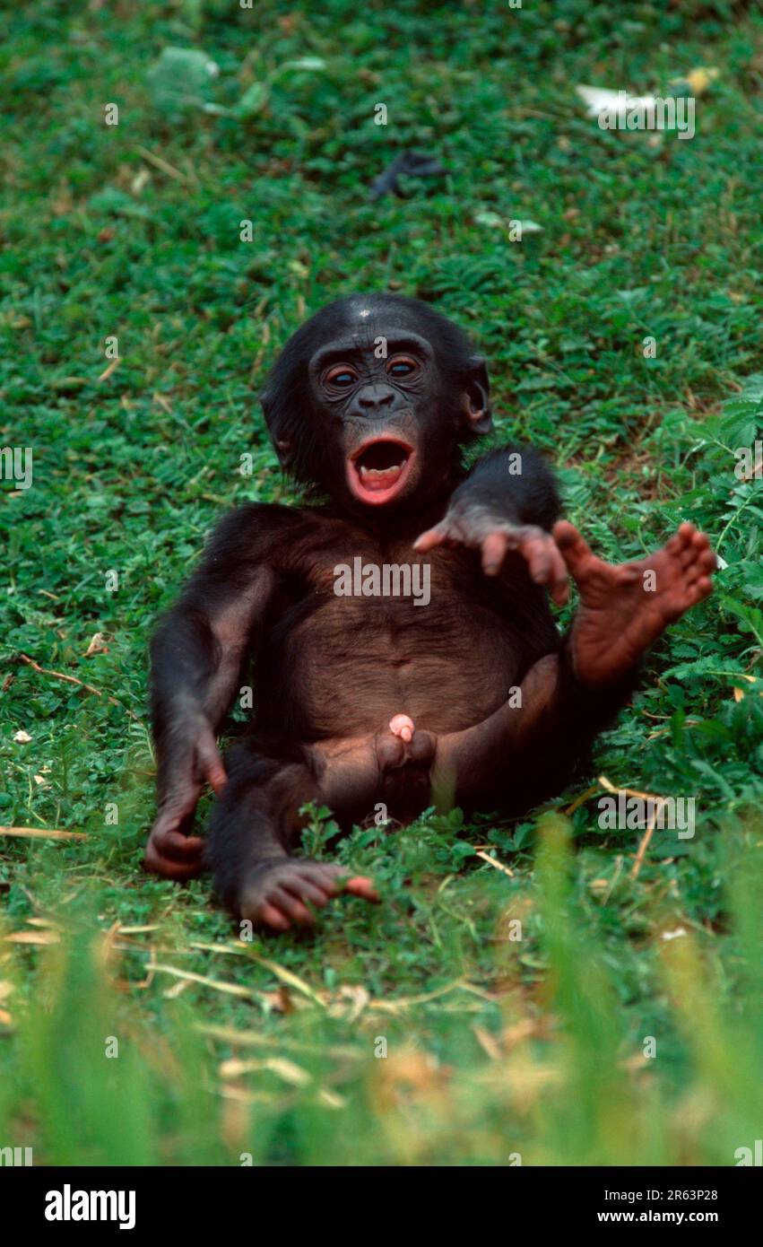Funny chimpanzee africa hi-res stock photography and images - Alamy