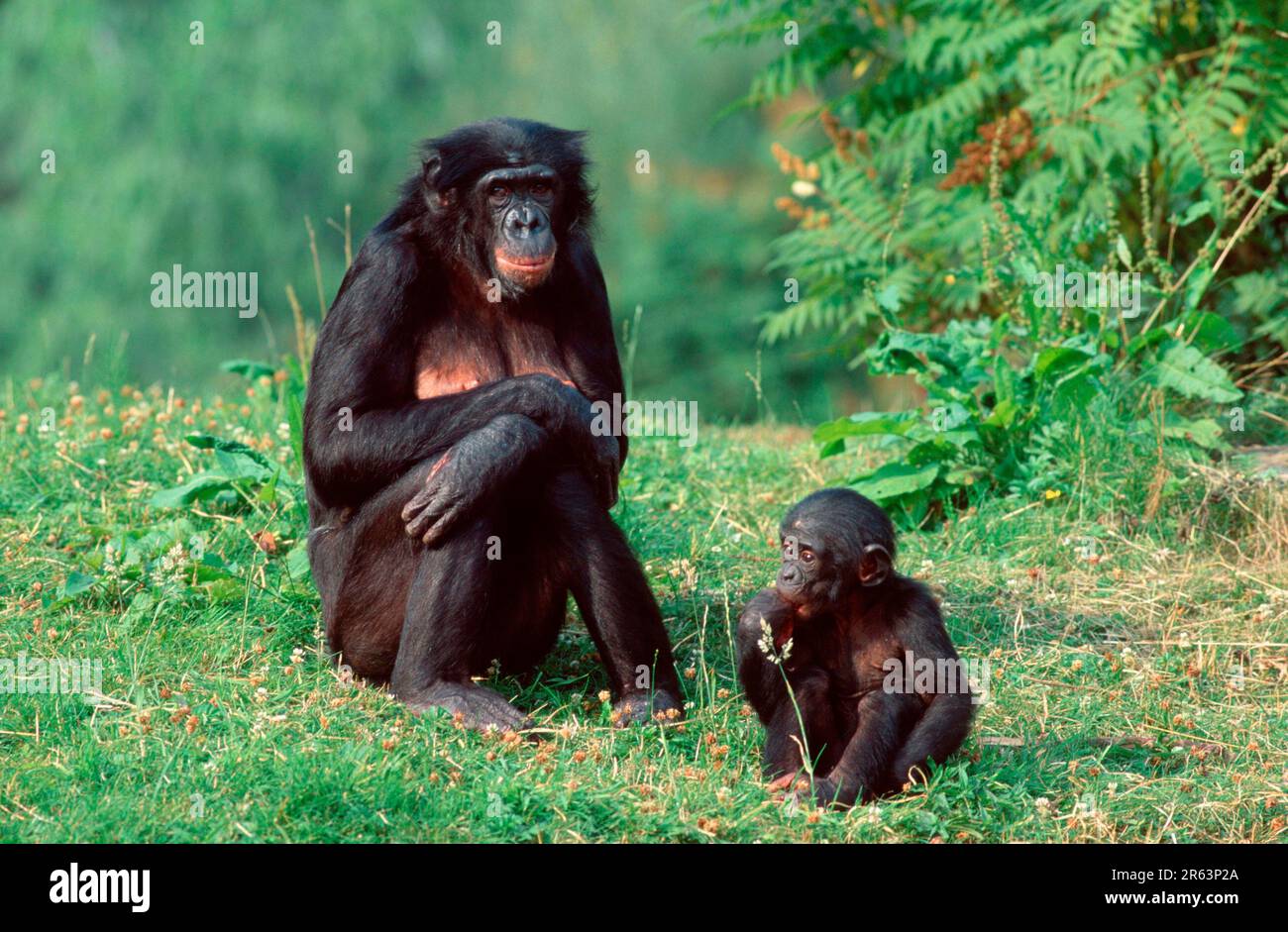 Bonobos, female with young, Pygmy Chimpanzee (Pan paniscus Stock Photo ...