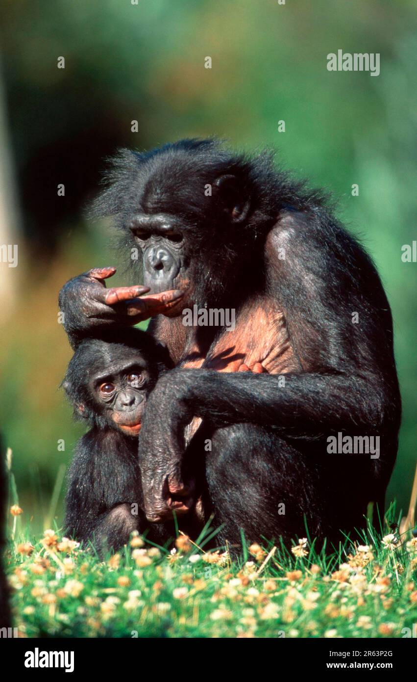 Bonobos female hi-res stock photography and images - Alamy