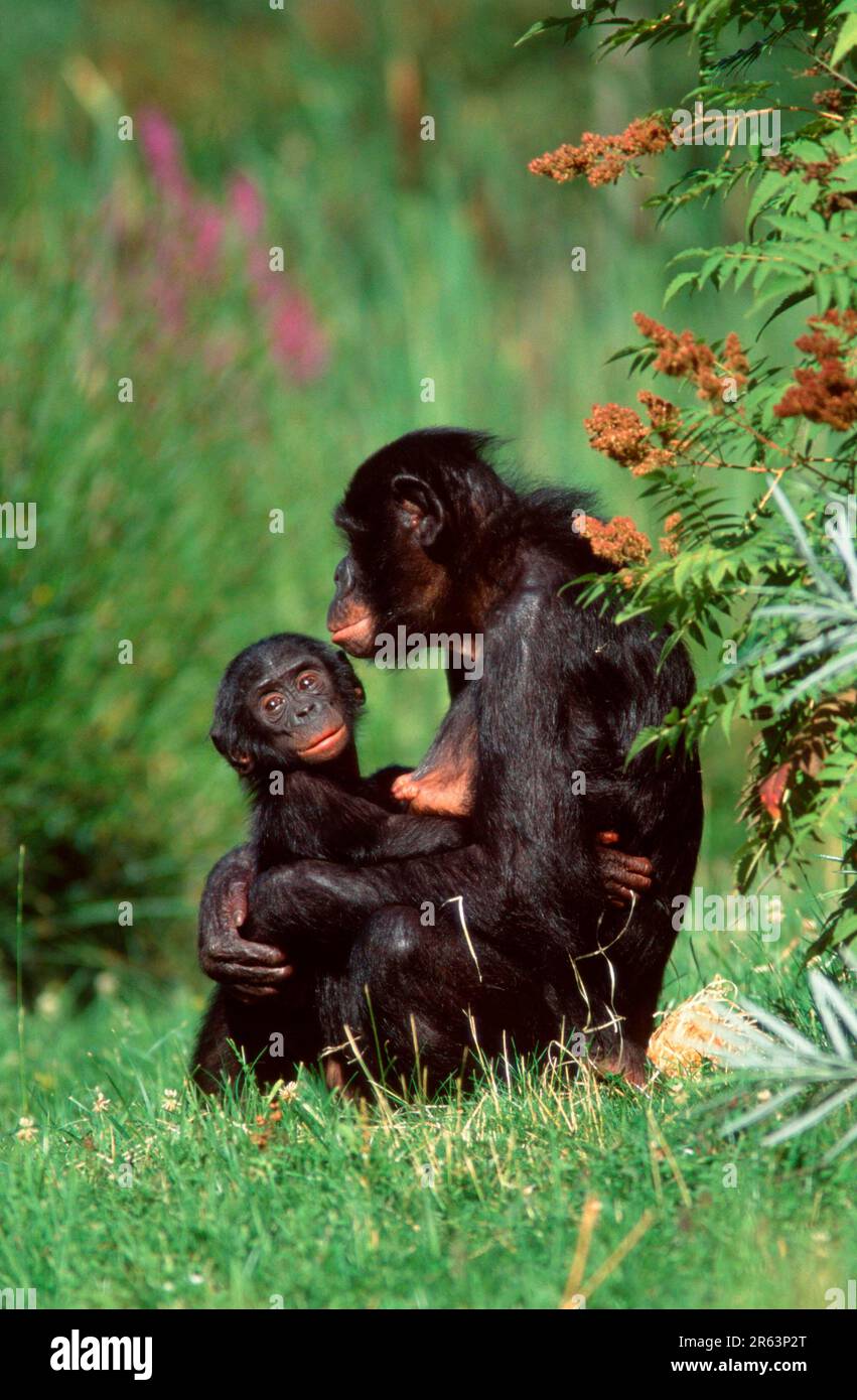Bonobos Mating Face To Face