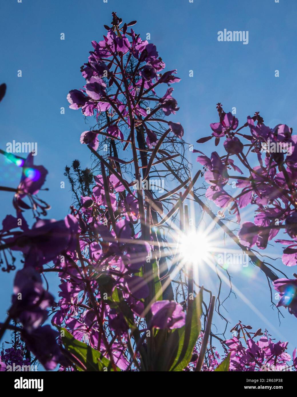Beautiful Fireweed flowers with sun peeking through the leaves, stems ...