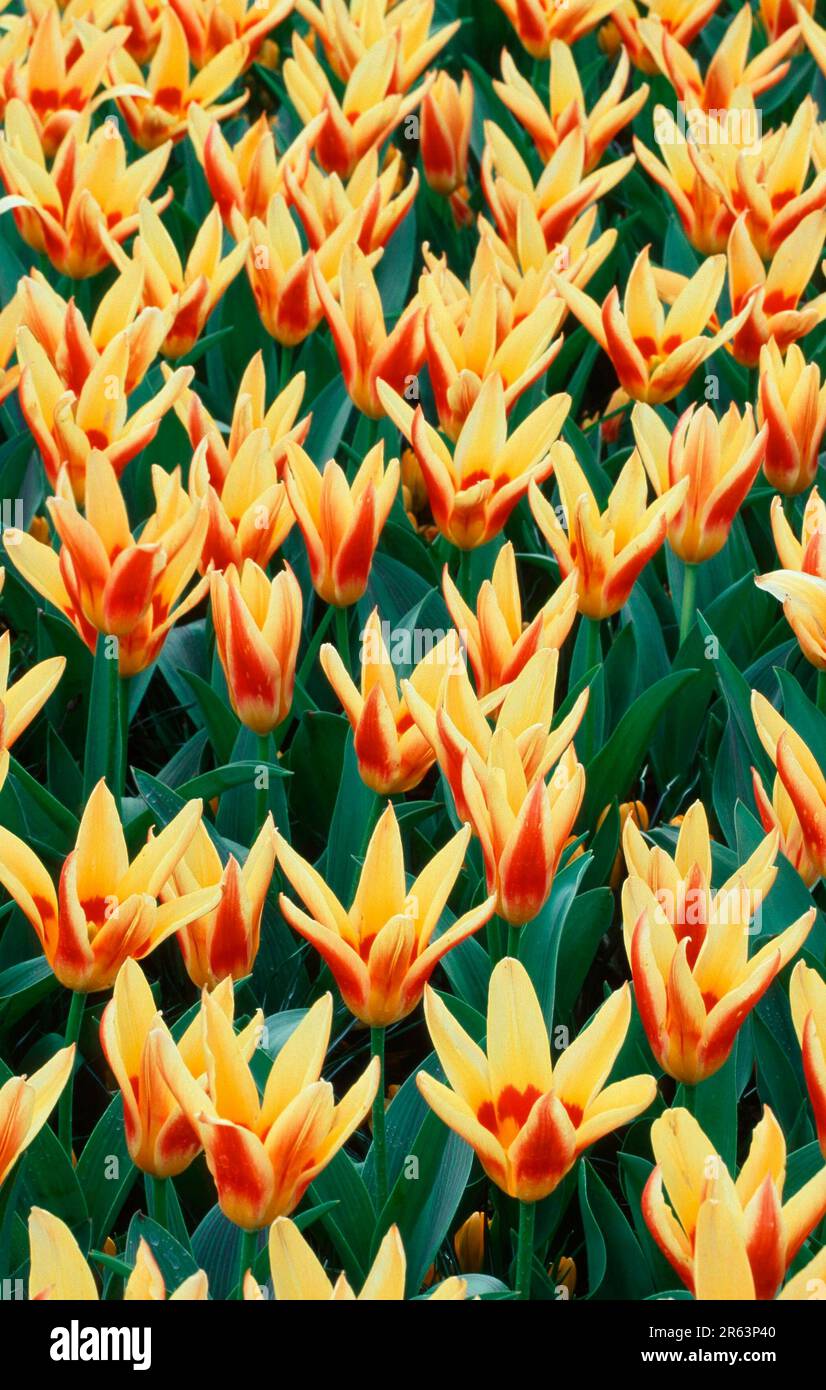 Tulips 'Corona' (Tulips kaufmanniana) (Europe) (Netherlands) (Plants ...