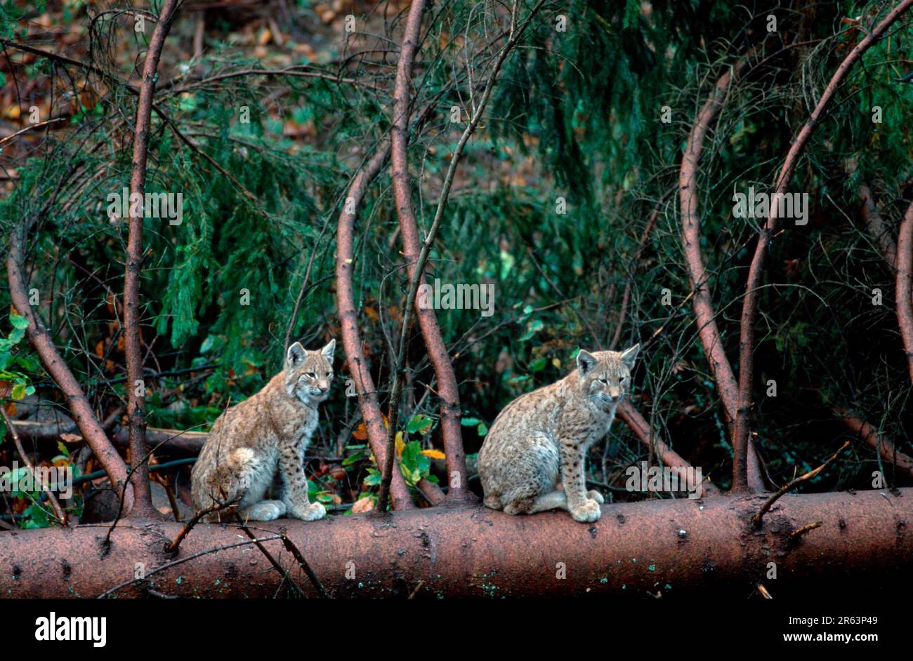 Eurasian lynx (Lynx lynx), Young Lynx (European) (animals) (mammals ...
