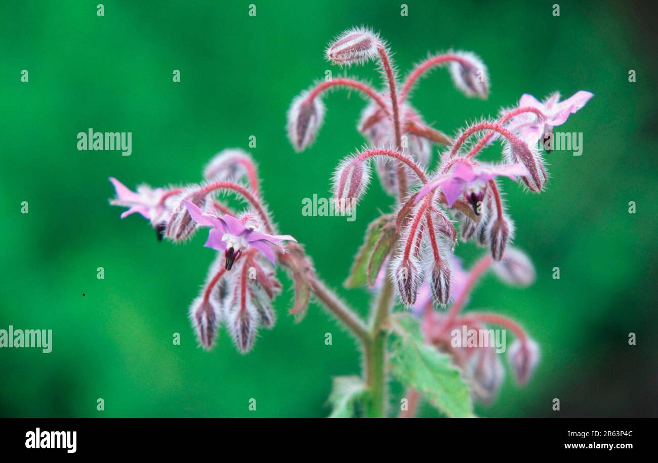 Borage (Boraginaceae) (Borago officinalis) (Europe) (Plants) (Medicinal ...