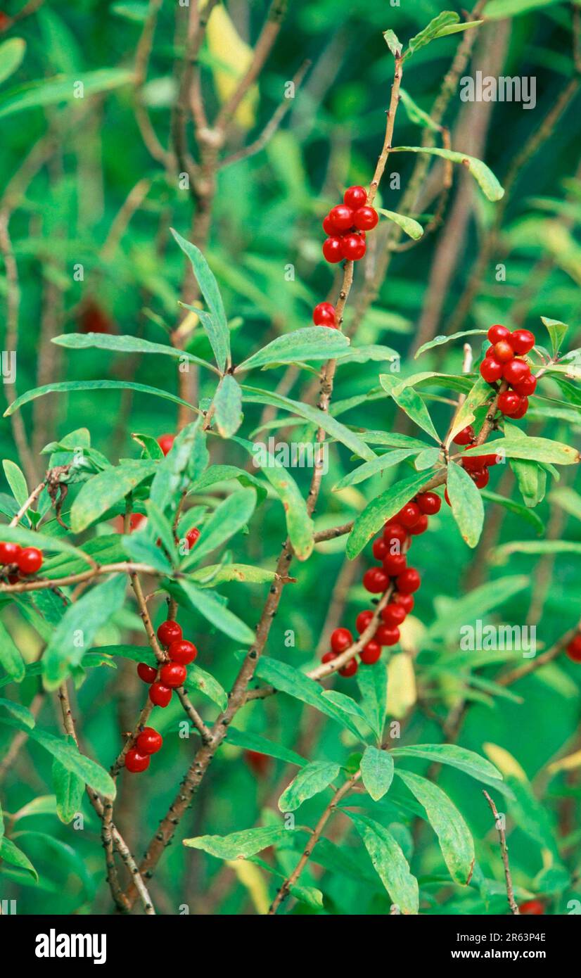 Mezereon plant hi-res stock photography and images - Alamy