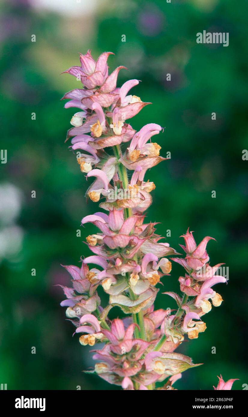 Muscatel Sage (Labiatae), Muskatellersalbei, Pflanzen, plants ...