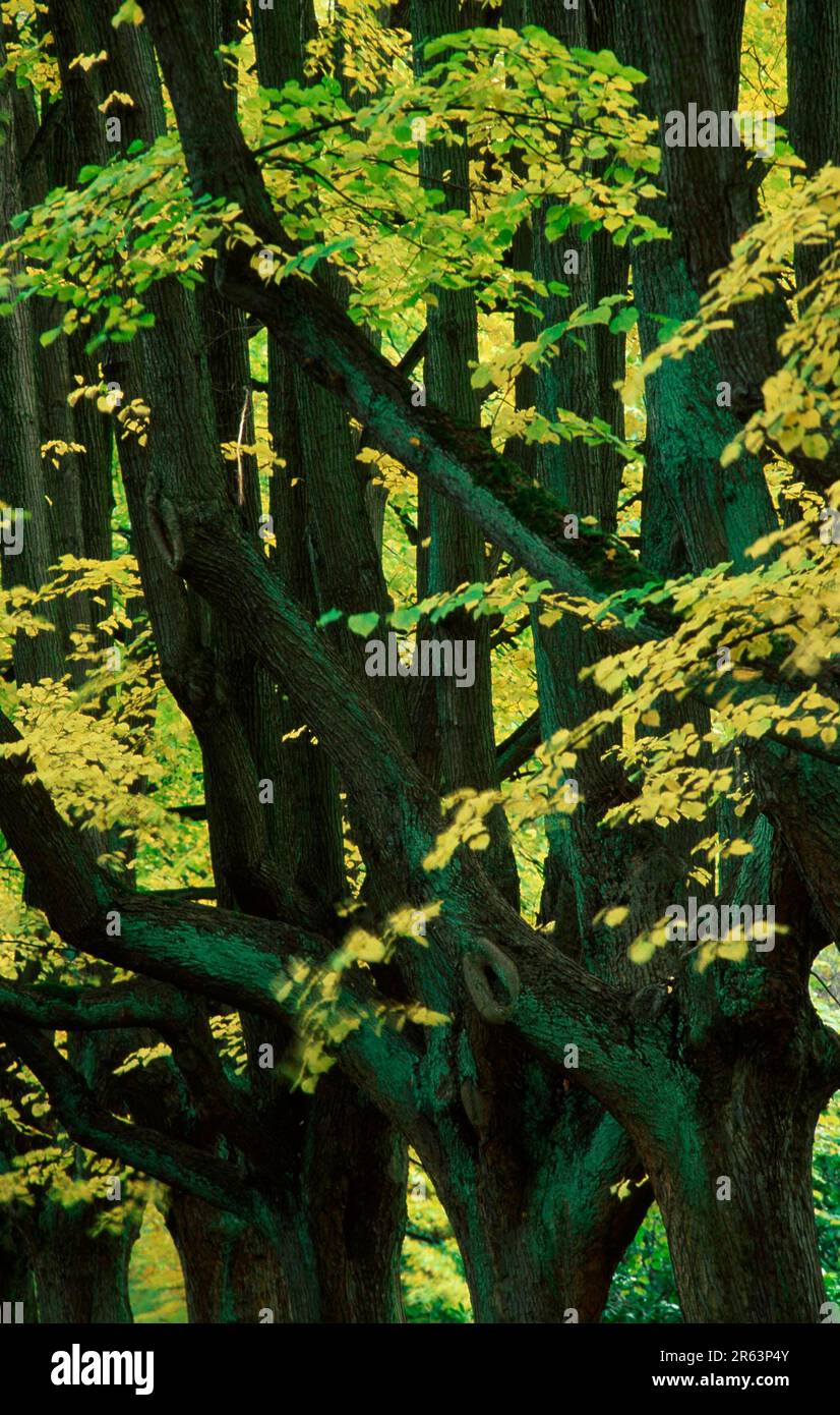 Lime Trees, Lindenbaeume, [Europa, europe, Deutschland, Germany ...