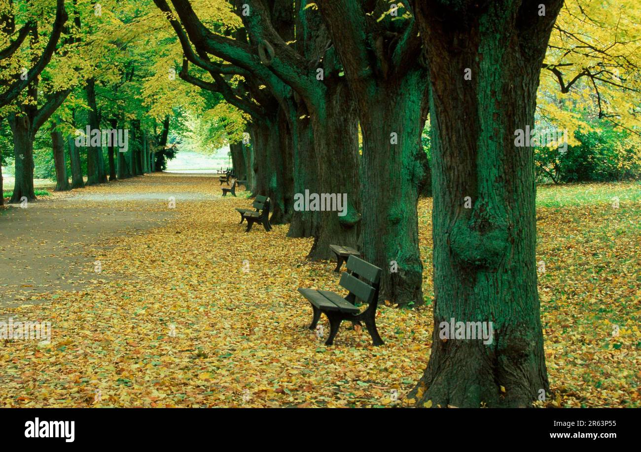 Lime Tree Avenue in autumn, Europe, Germany, tilioideae (Tiliaceae ...
