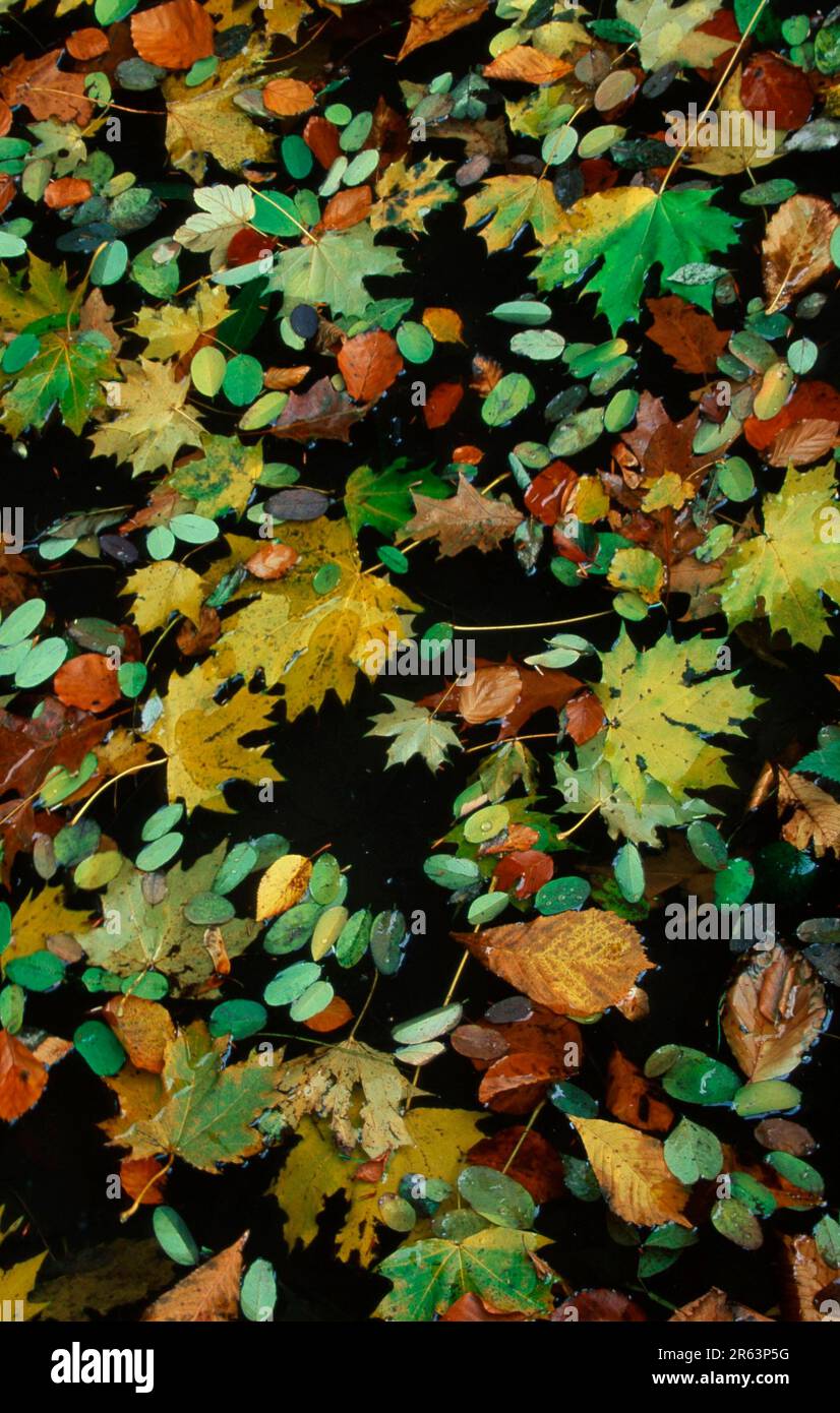 Autumn leaves on water, autumn leaves on water surface (Europe) (leaves ...