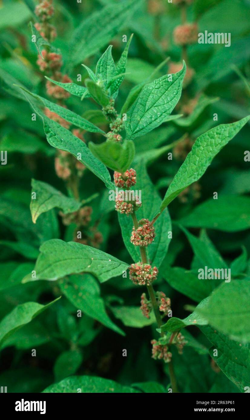 Parietaria hi-res stock photography and images - Alamy