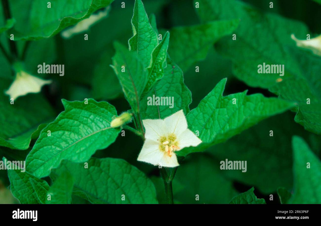 Family onograceae hi-res stock photography and images - Alamy
