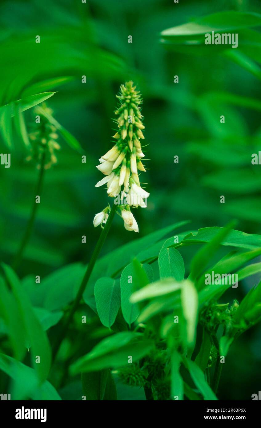 Goat's (Galega officinalis) Rue (Europe) (Plants) (Papilionaceae ...