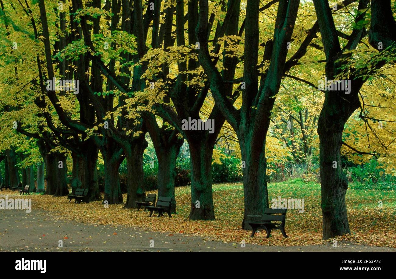 Lime Tree Avenue in autumn, Europe, Germany, tilioideae (Tiliaceae ...
