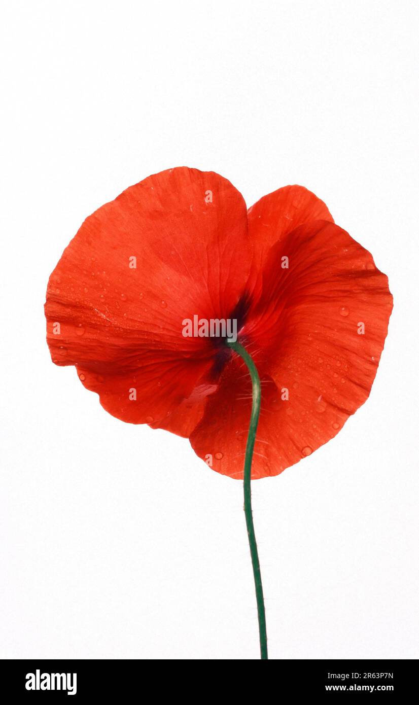 Corn, - Field, - Flanders or Red Poppy (Papaver rhoeas Stock Photo - Alamy