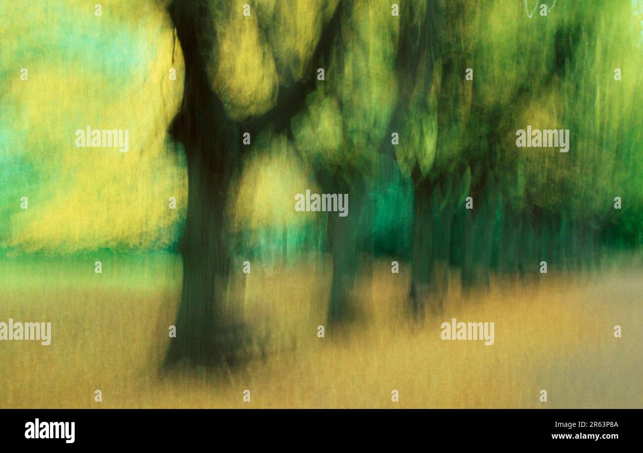 Avenue of lime trees in autumn, deciduous tree, boulevard, abstract ...