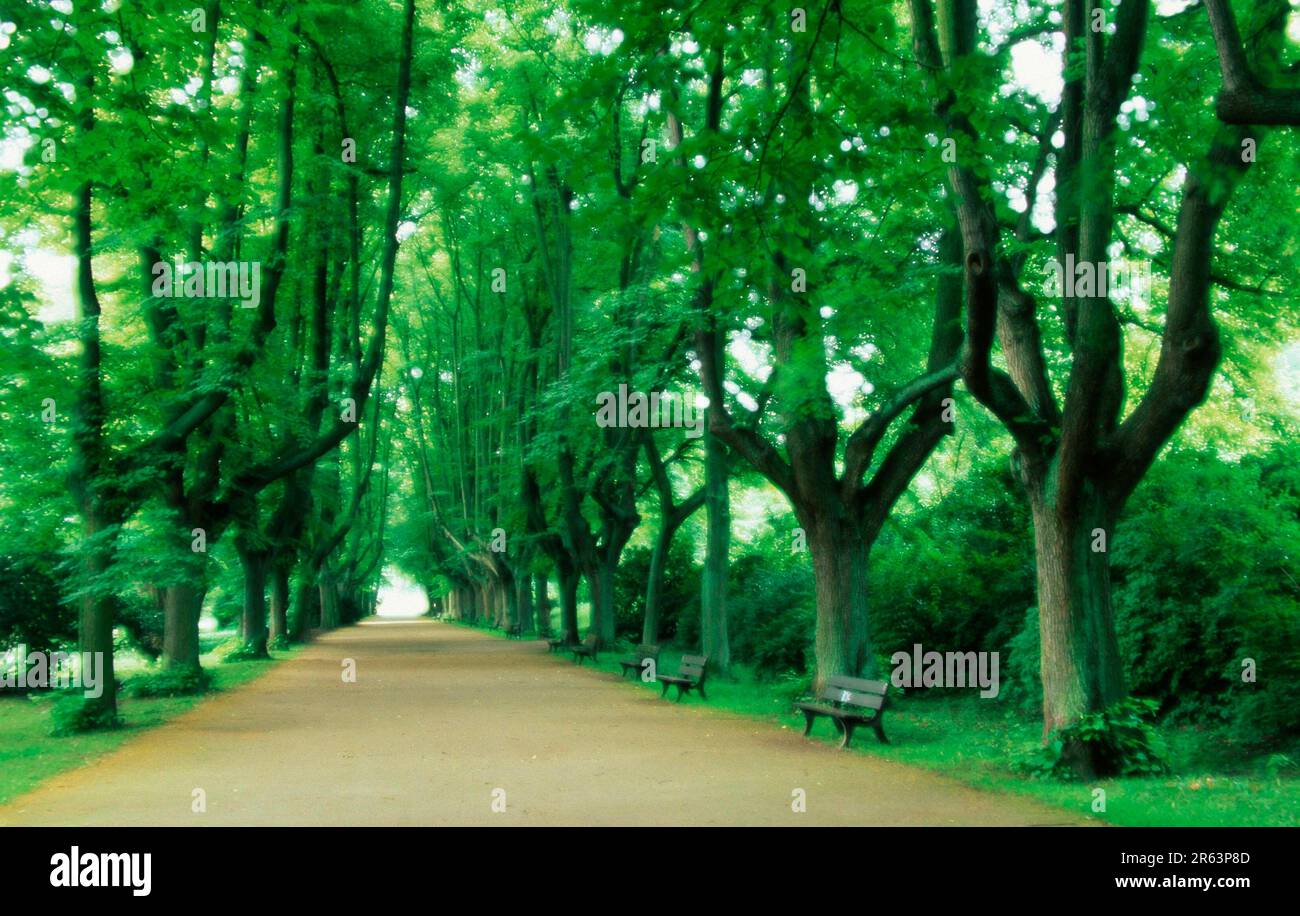 Linden avenue in spring, Europe, Germany, deciduous tree, boulevard ...