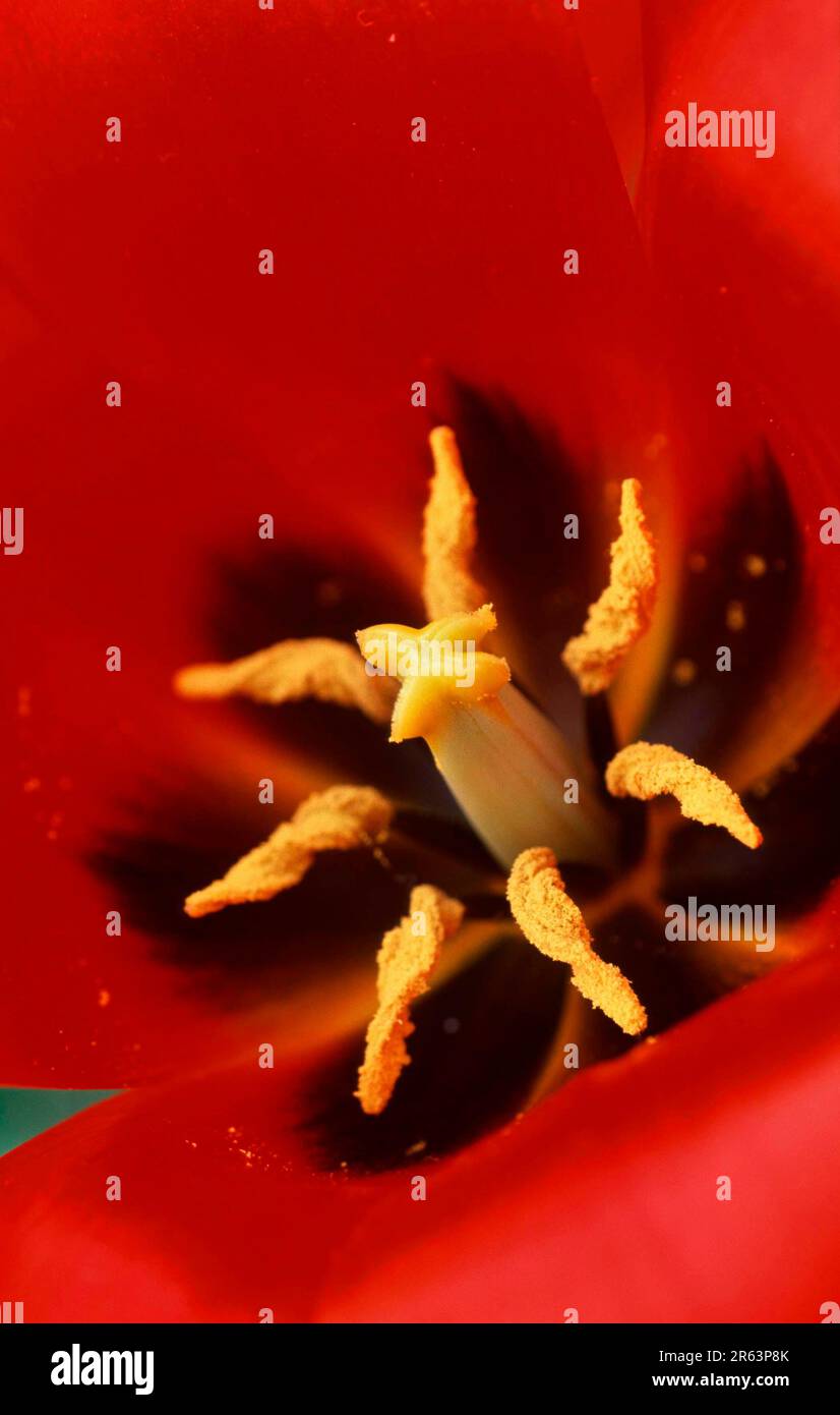Tulip, flower detail, pistil and stamens (plants) (flowers) (lily family) (Liliaceae) (bulbous ...